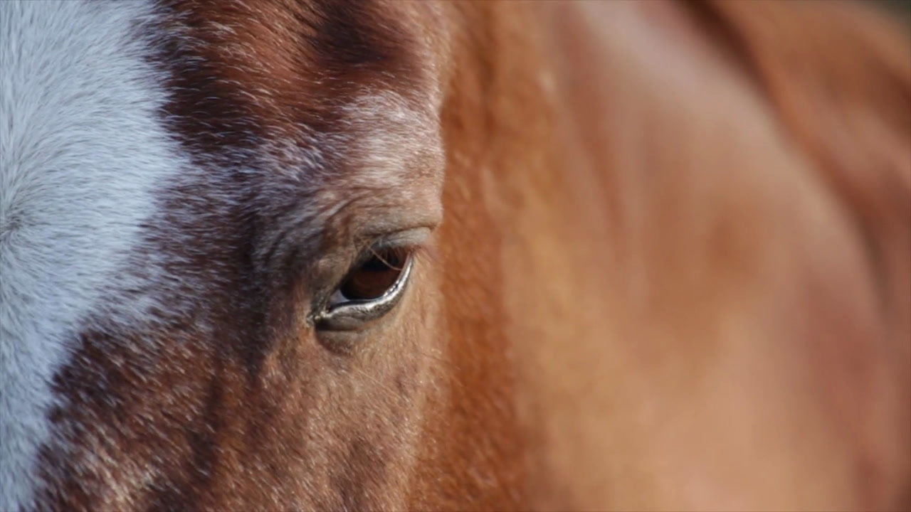 Talent Solutions elevating Animal Science